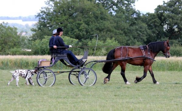 National Trials 2011 - British Carriage Dog Society