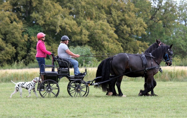 National Trials 2011 - British Carriage Dog Society